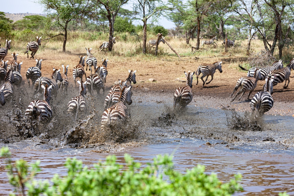 zebra stampede