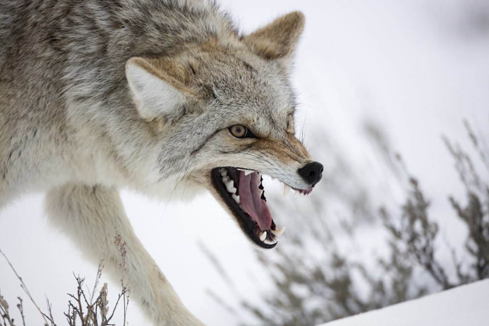 Coyote: Unveiling the American Song Dog