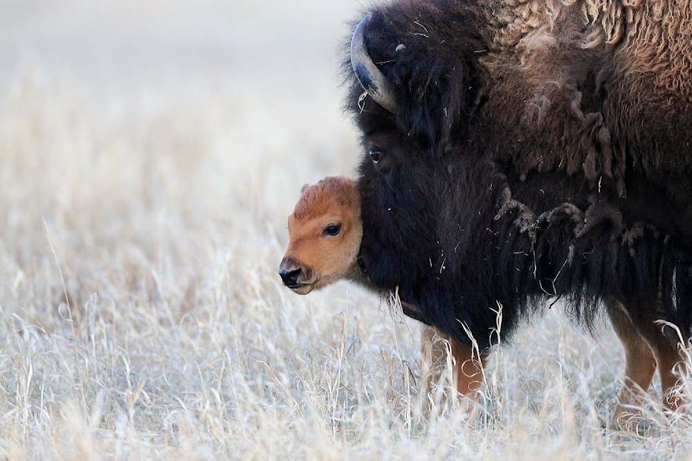 The Birth of a White Bison Calf: Symbolism, Conservation, and the Call ...