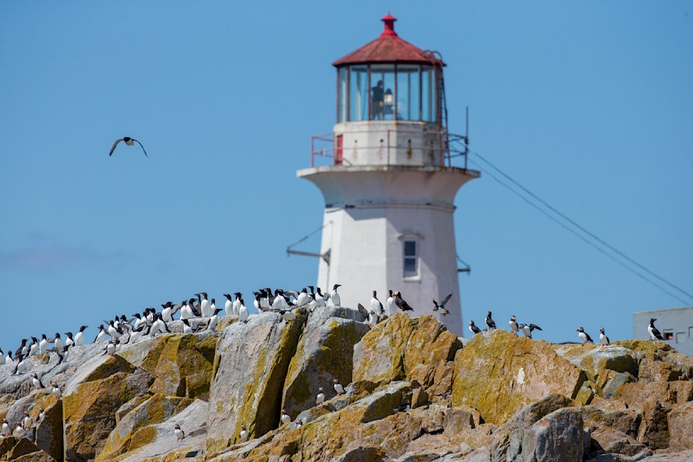 Machias Seal Island -Disputed Sanctuary for Atlantic Puffins