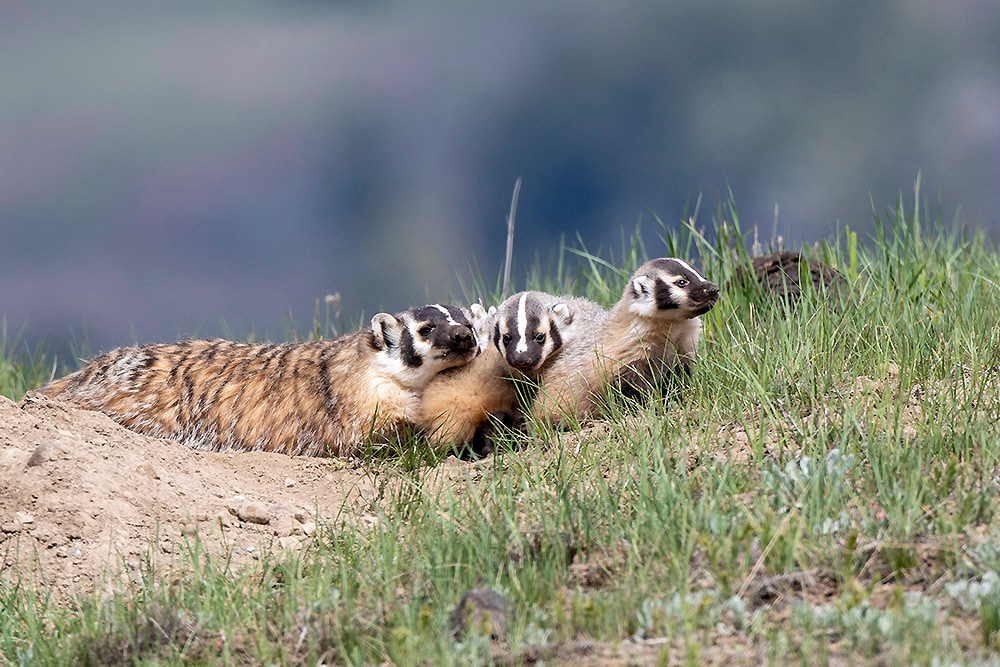 Badger: Everything You Need to Know About This Fascinating