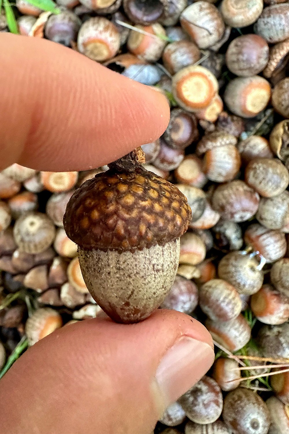 The Acorn’s Lesson: Nature’s Hidden Energy Beyond Gravity