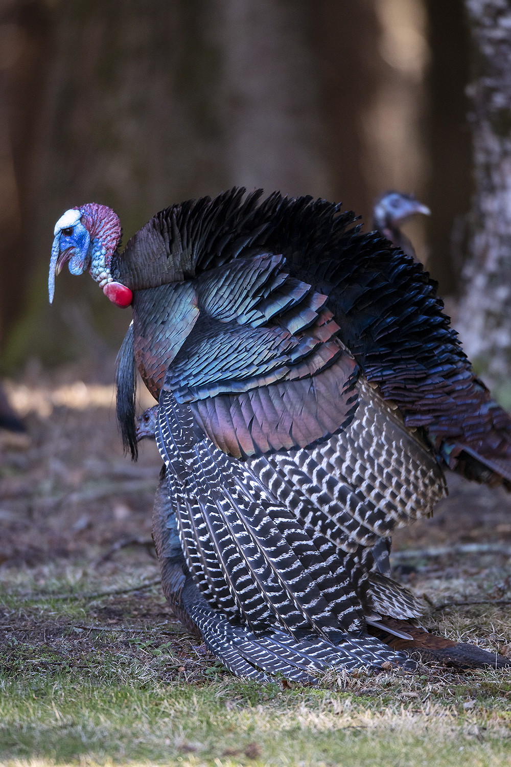 Wild Turkeys: Facts, Behavior & Their Role in Nature