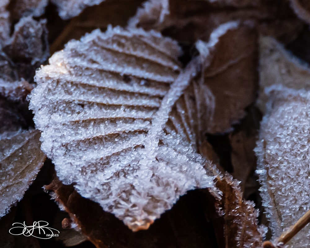 Photo Gallery | TLB Images